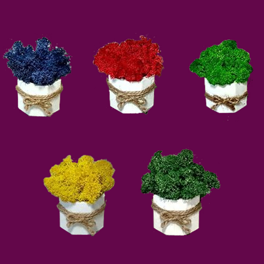 Купити Кашпо зі стабілізованим мохом Бочонок в Харкові, Дніпрі, Києві ...